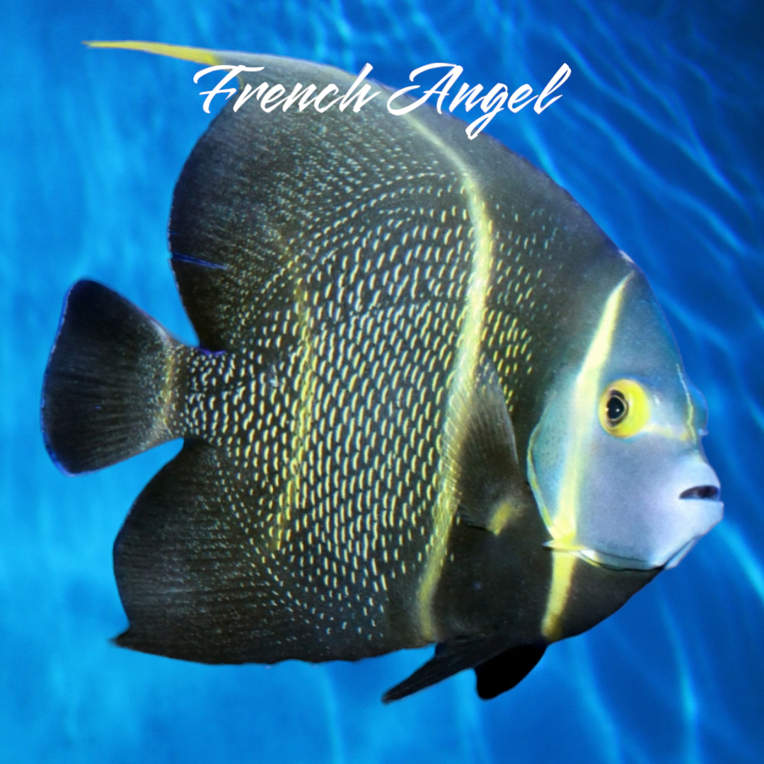 Angelfish – Ocean Reef's Den Aquatics / ORD Aquatics