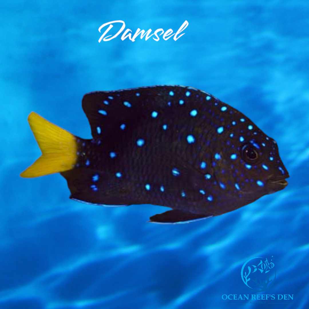 Damsel – Ocean Reef's Den Aquatics / ORD Aquatics