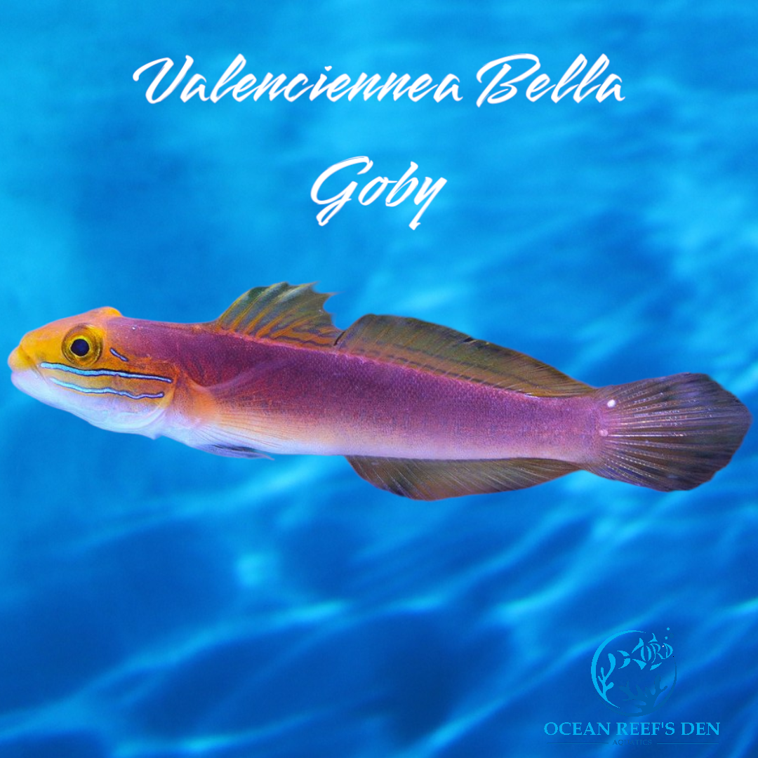Goby / Blenny / Jawfish – Ocean Reef's Den Aquatics / ORD Aquatics