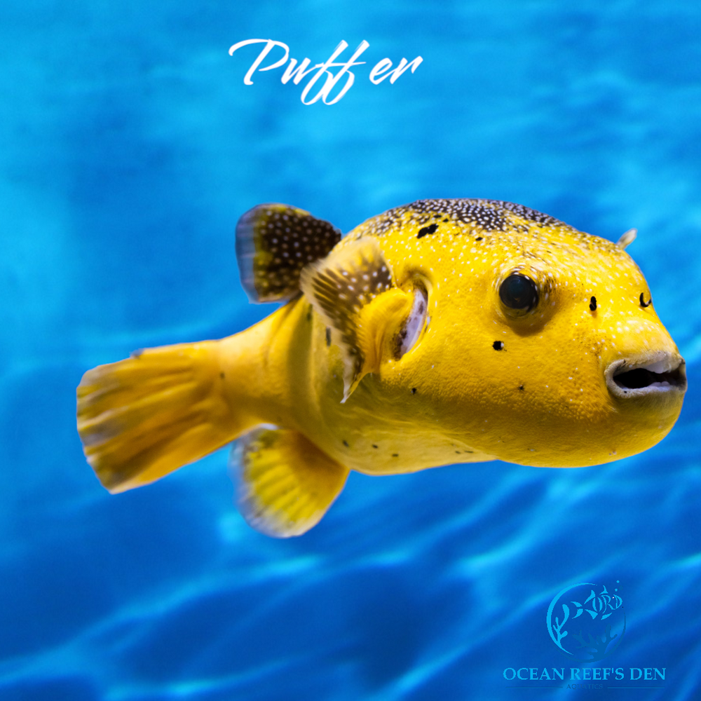 Ocean Reef's Den Aquatics / ORD Aquatics – Ocean Reef's Den Aquatics ...