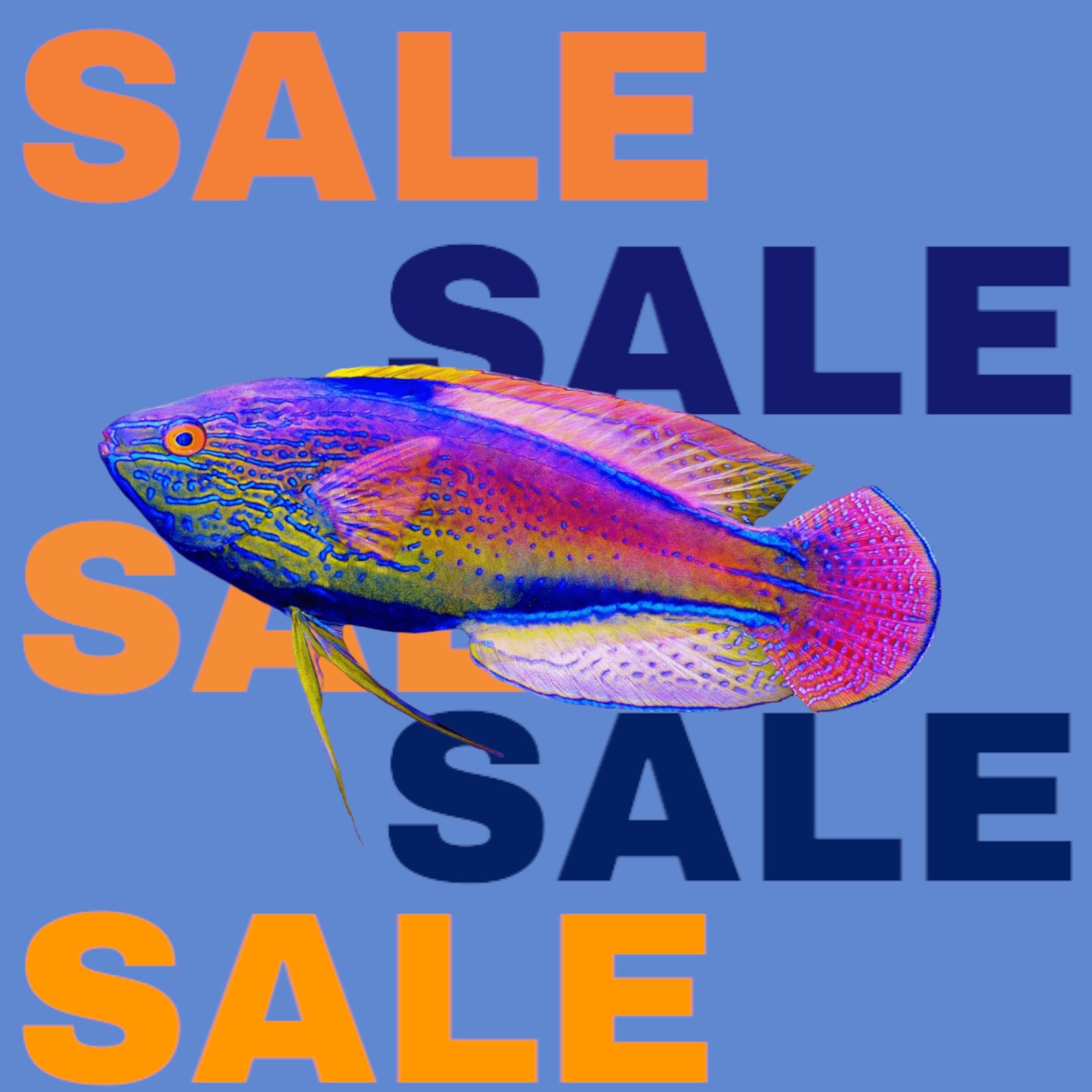 Sale Items – Ocean Reef's Den Aquatics / ORD Aquatics
