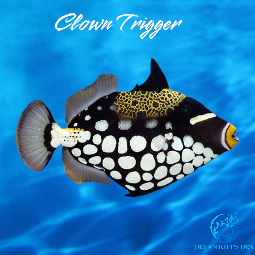 Triggerfish – Ocean Reef's Den Aquatics / ORD Aquatics