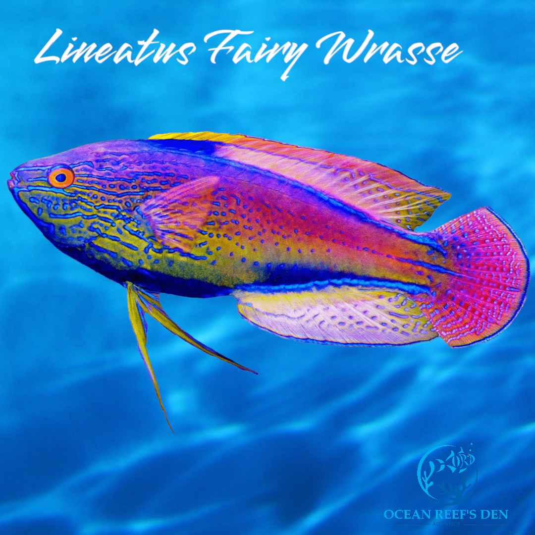Wrasse / Hogfish – Ocean Reef's Den Aquatics / ORD Aquatics