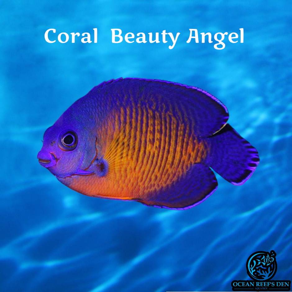 In-Stock & Available – Ocean Reef's Den Aquatics / ORD Aquatics