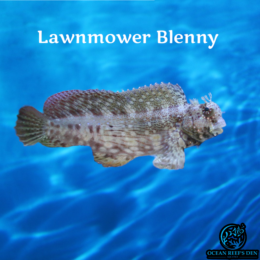 Blenny - Lawn Mower – Ocean Reef's Den Aquatics / ORD Aquatics