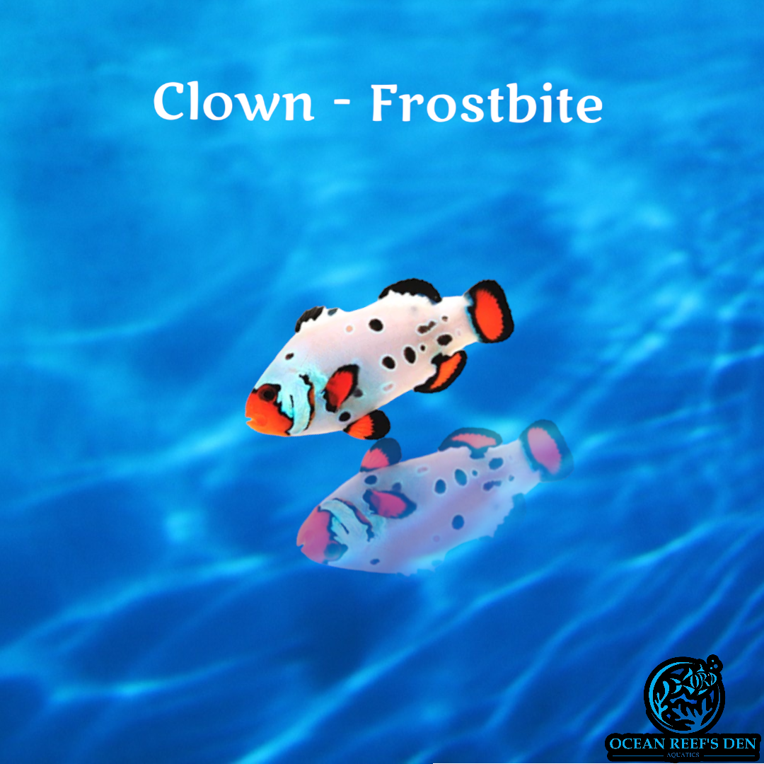 Clown - Frostbite – Ocean Reef's Den Aquatics / ORD Aquatics