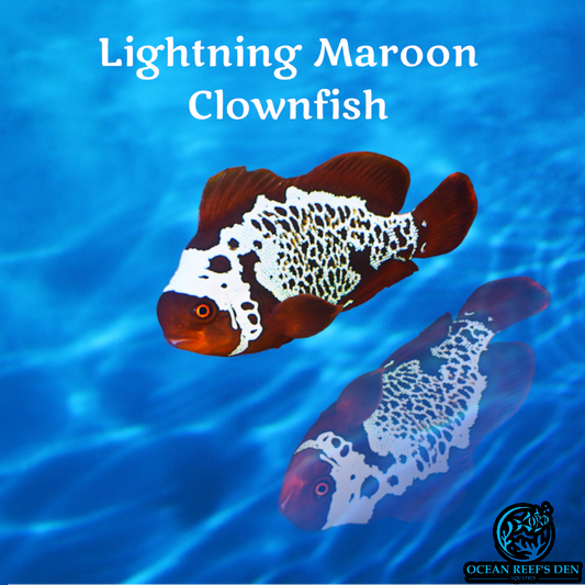 Clownfish – Ocean Reef's Den Aquatics / ORD Aquatics