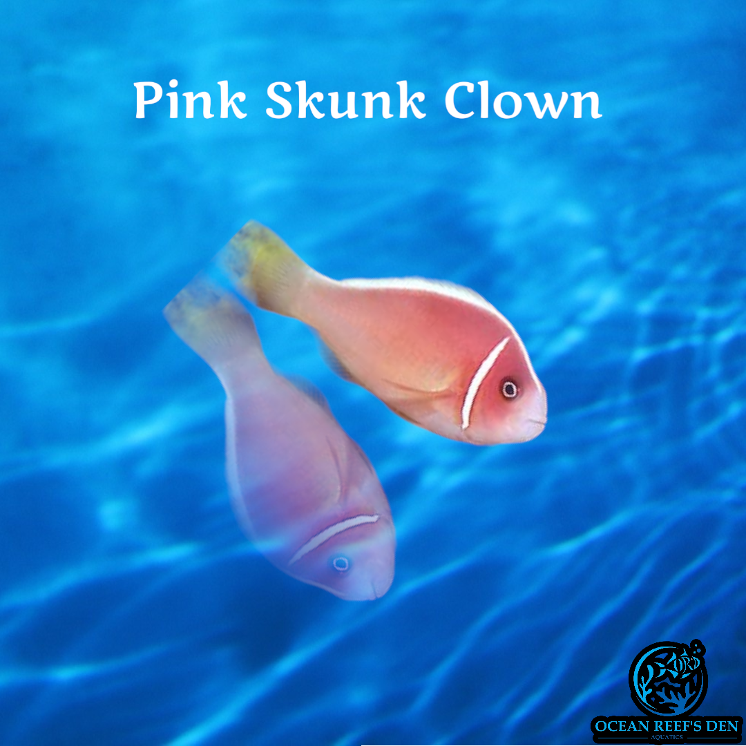 Clownfish - Pink Skunk – Ocean Reef's Den Aquatics / ORD Aquatics