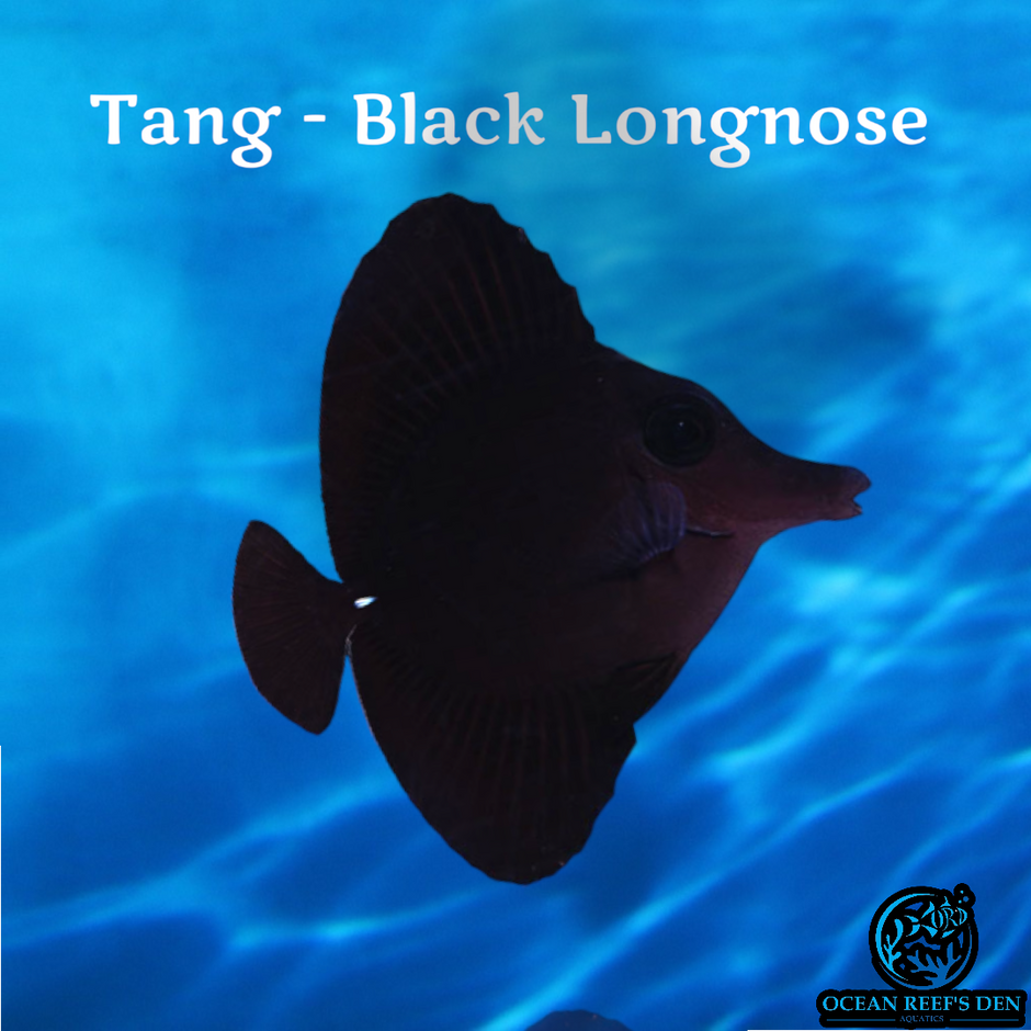 Tangs – Ocean Reef's Den Aquatics / ORD Aquatics