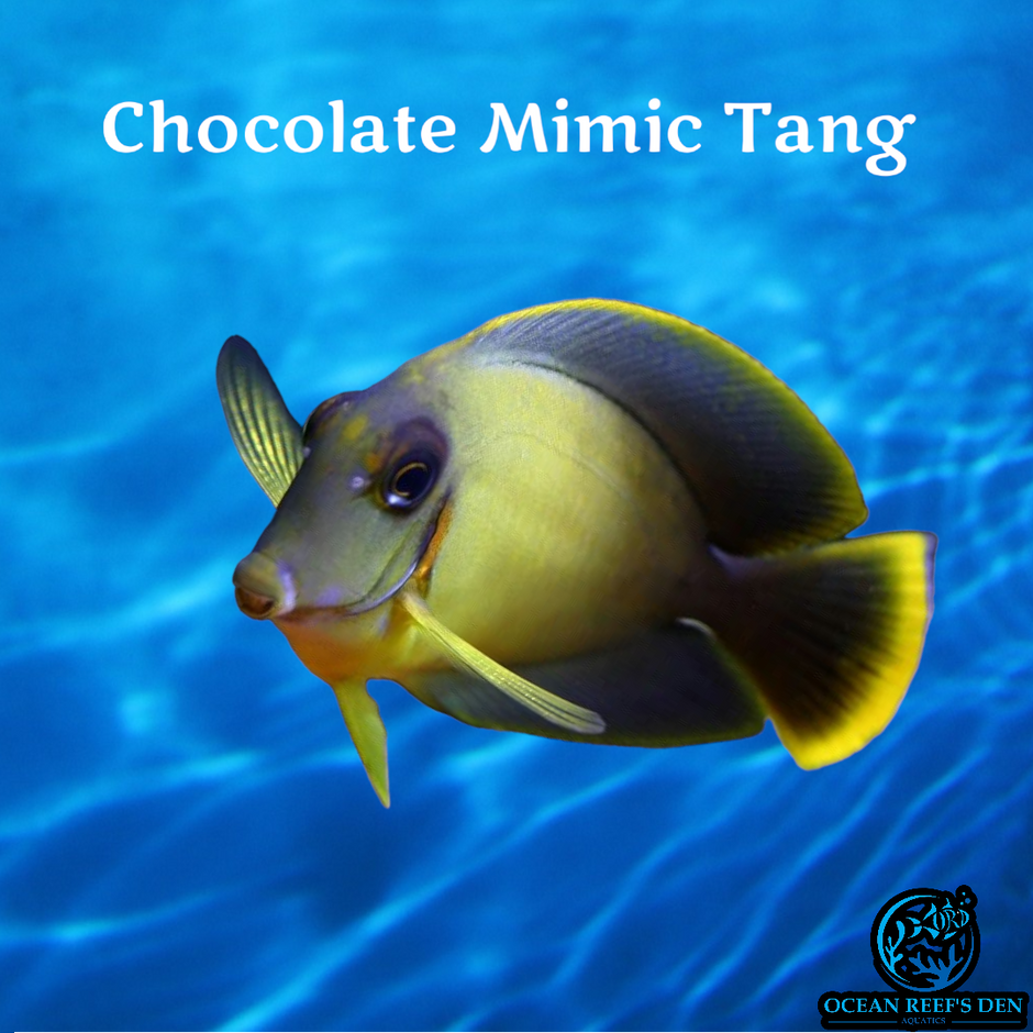Tangs – Ocean Reef's Den Aquatics / ORD Aquatics
