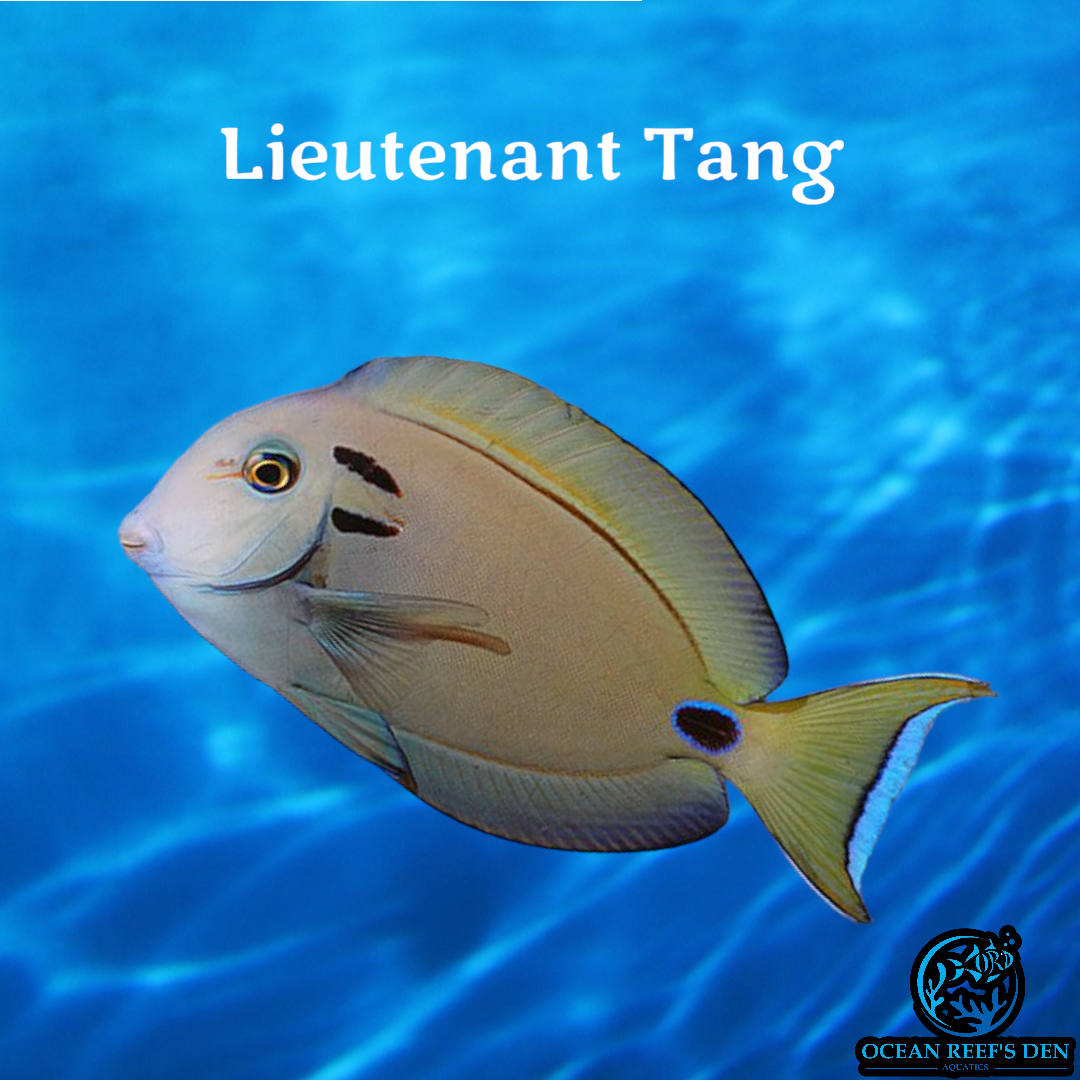 Tang -Lieutenant – Ocean Reef's Den Aquatics / ORD Aquatics