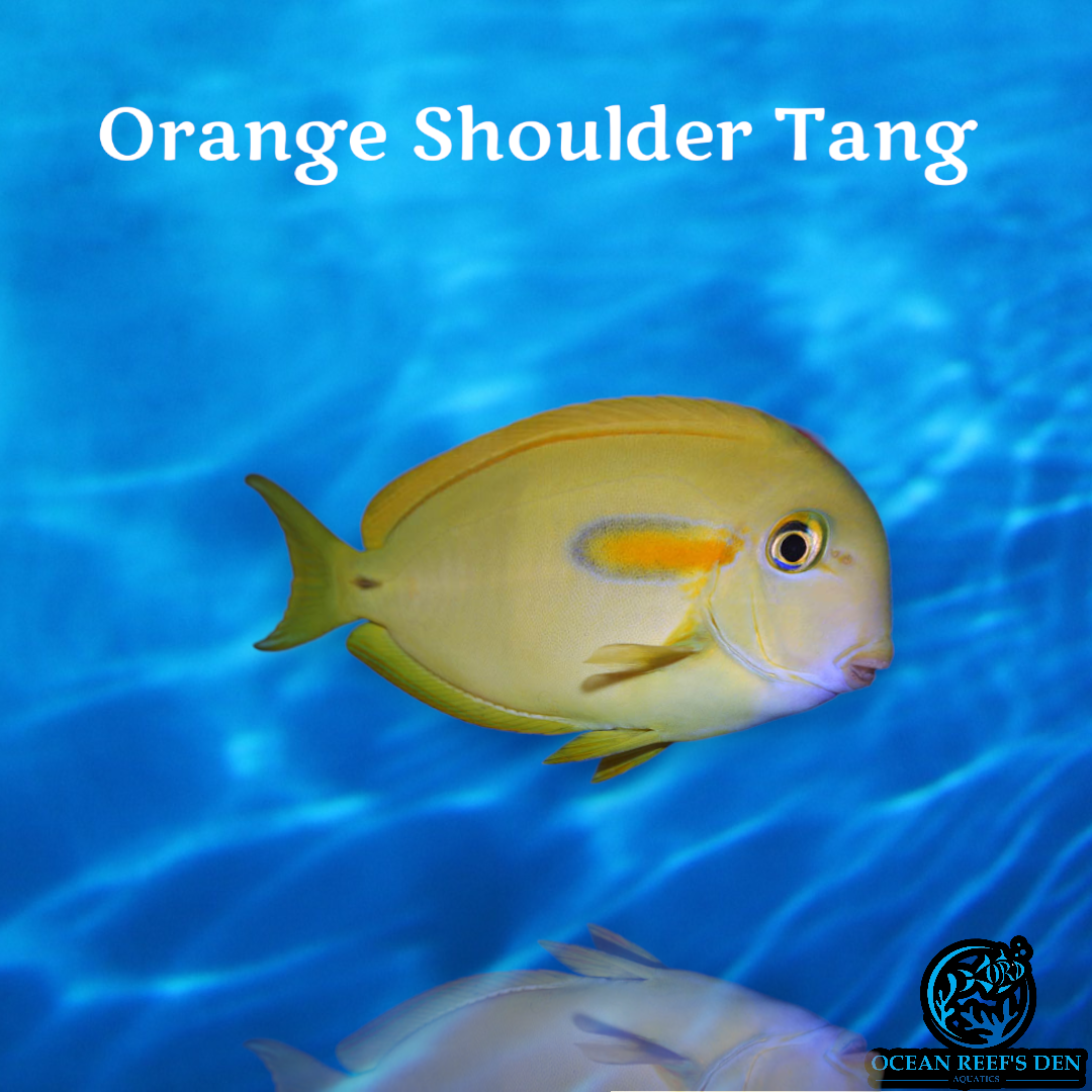 Tang - Orange Shoulder – Ocean Reef's Den Aquatics / ORD Aquatics