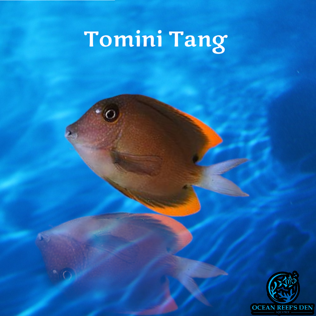 Tang - Tomini – Ocean Reef's Den Aquatics / ORD Aquatics