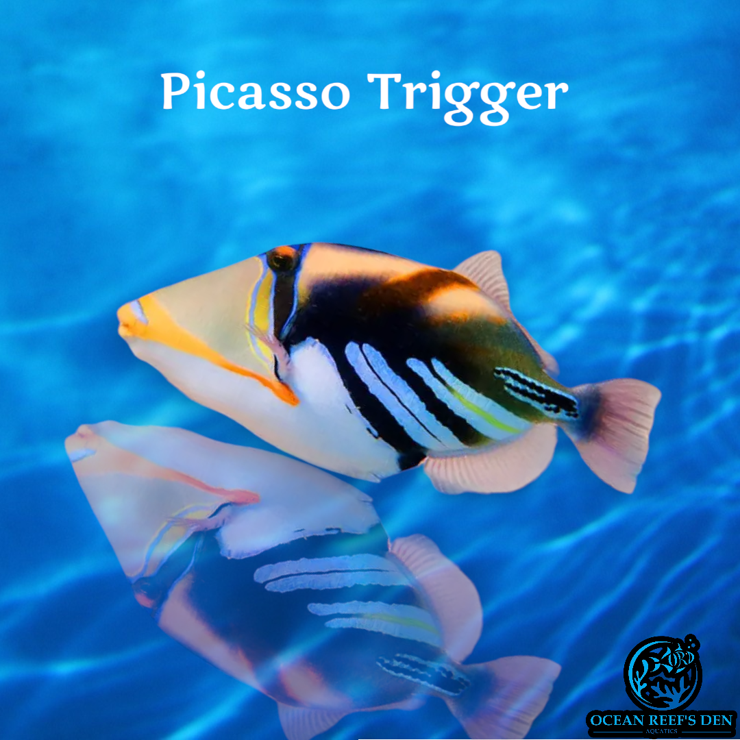Trigger - Humu Picasso – Ocean Reef's Den Aquatics / ORD Aquatics